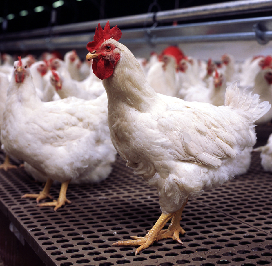 Broiler feed